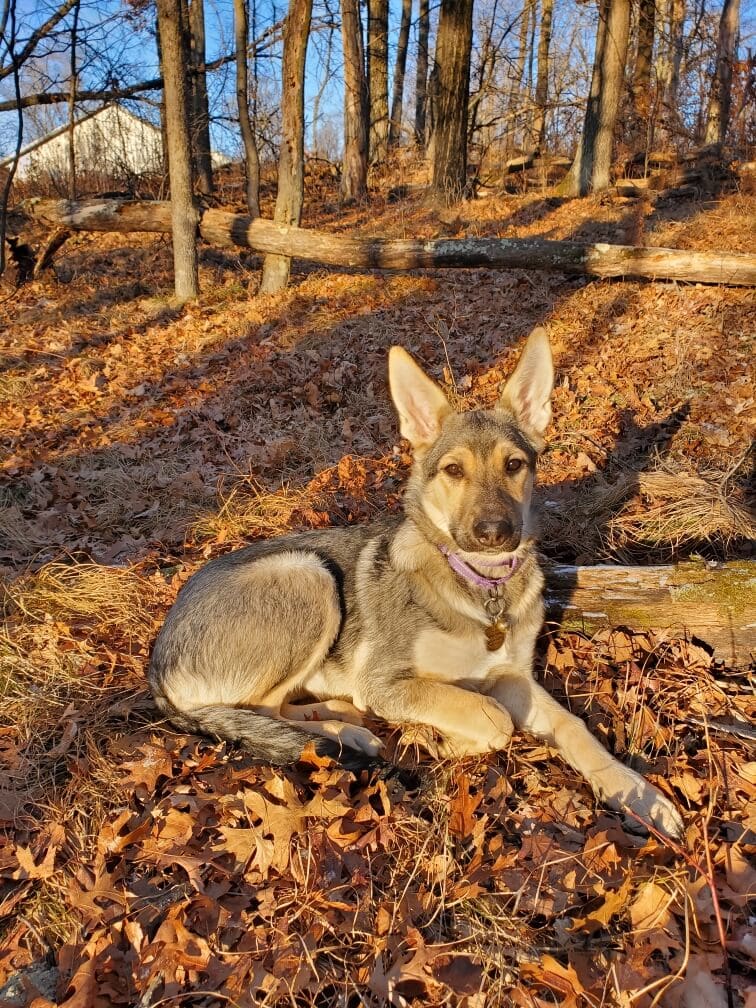 Dogs, Delta & Departures: Sitka Updates You Can’t Miss - Angling Unlimited